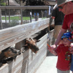 Boulder Ridge Zoo: Wild Animal Park & Safari Walkthrough - grkids.com