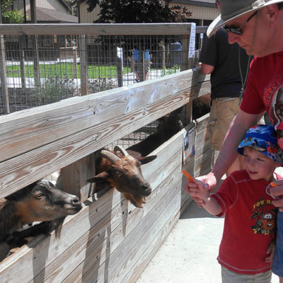 Boulder Ridge Zoo: Wild Animal Park & Safari Walkthrough - grkids.com