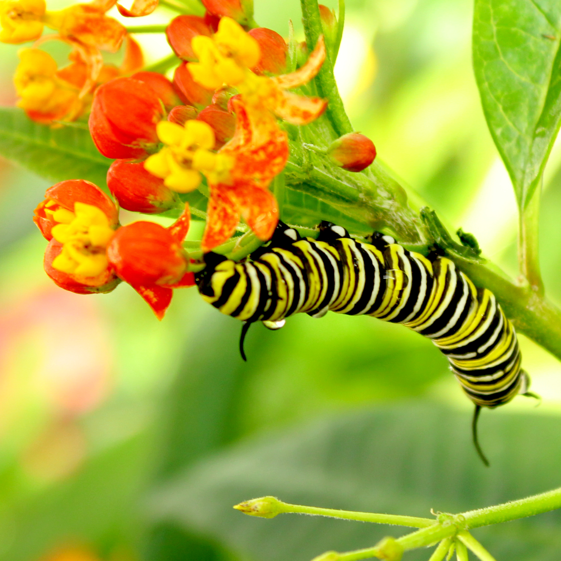 Monarch Butterfly Hatching Kit