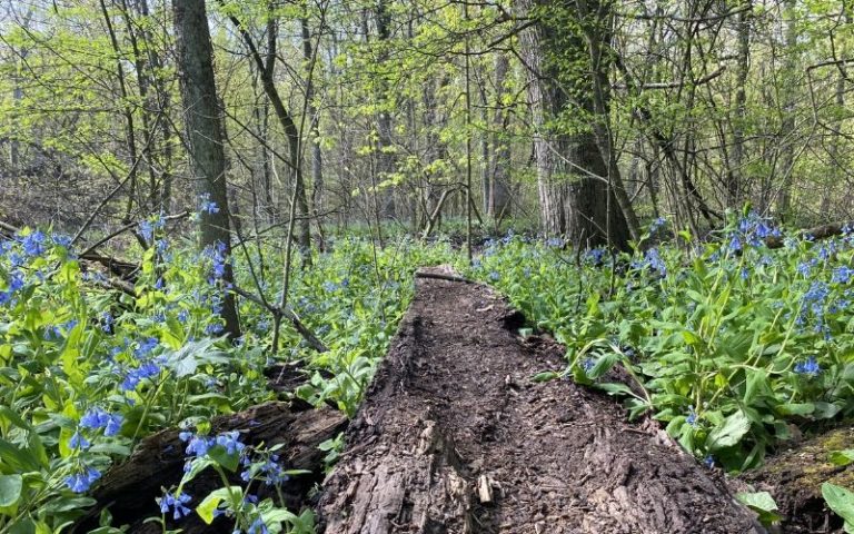 Aman Park 2025: Epic Wildflower Views, Cool Stick Forts Make this ...