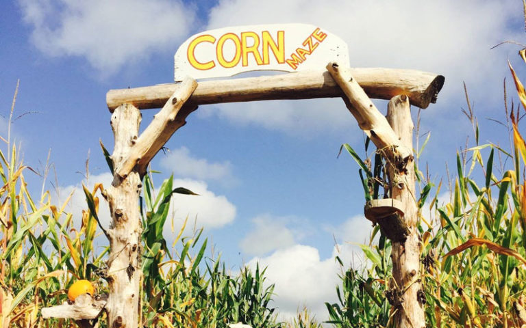 Find a Favorite Corn Maze: 21 Local Labyrinths to Explore in 2022 ...