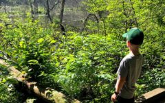 Hemlock Crossing is Breathtaking: Hike or Kayak the Pigeon River ...