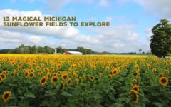Sunflower Fields in Michigan: 18 Fairytale Fields to Explore, Plus ...