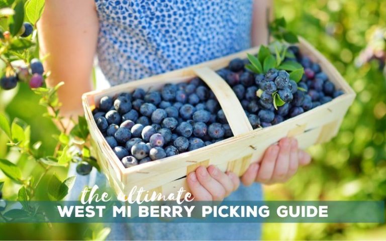 25 Excellent Blueberry Picking Farms in West Michigan - grkids.com