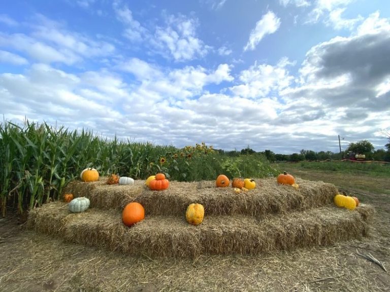 Deep Roots Farm: 3-Level Corn Maze, Pumpkins & Fall Photos - grkids.com