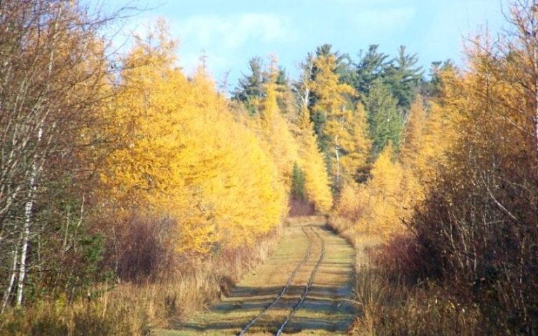 Michigan Fall Colors 2024: 10 Delightful Ways to Make the Most of Fall ...