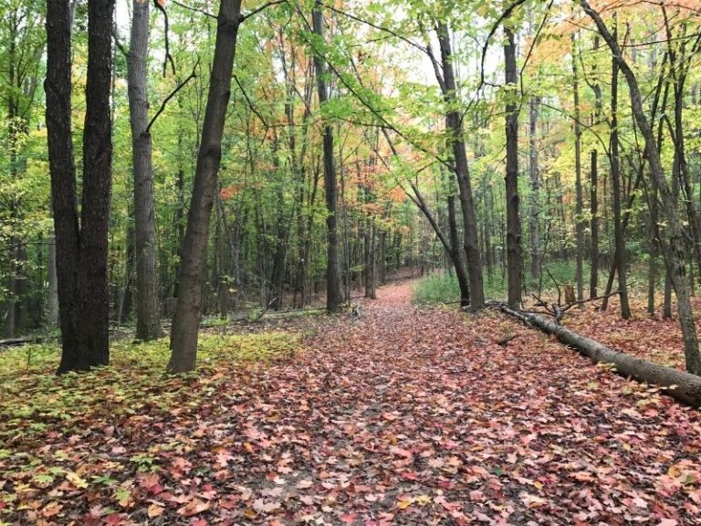 Tree House Tops Off Stunning Grand Ravines Park in West MI: Enjoy 2 ...