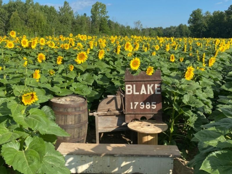 Sunflower Fields in Michigan: 18 Fairytale Fields to Explore, Plus ...