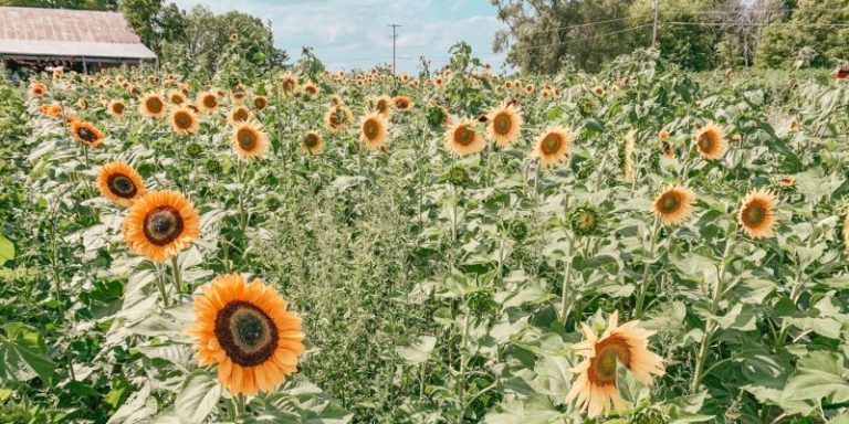 Deep Roots Farm: 3-Level Corn Maze, Dramatic Sunflower Fields, Pumpkins ...