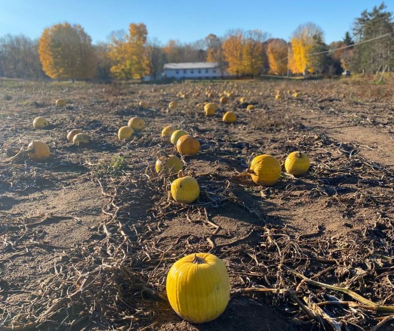 Deep Roots Farm: 3-Level Corn Maze, Pumpkins & Fall Photos - grkids.com