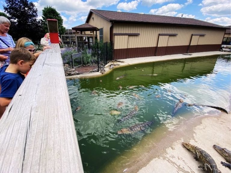 Boulder Ridge Zoo 2025: Wild Animal Park & Safari Walkthrough - grkids.com