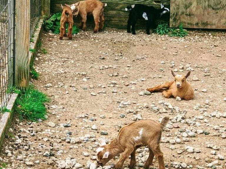 Boulder Ridge Zoo 2025: Wild Animal Park & Safari Walkthrough - grkids.com