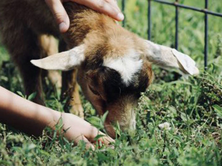 30 Incredible Animal Farms & Petting Zoos for Kids in West Michigan ...