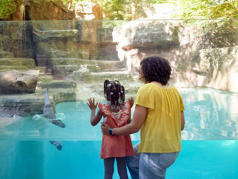 WIN 4 Tickets to John Ball Zoo to see Koalas, Tigers & Petting Zoo ...