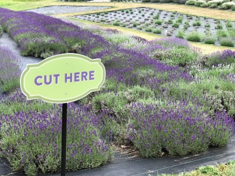 23 Breathtaking Lavender Farms in Michigan: A Complete Guide for 2024 ...