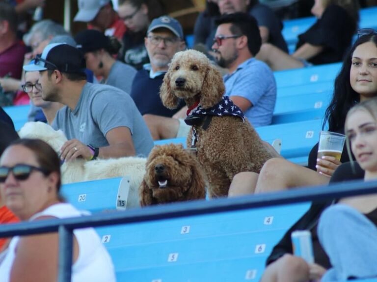 Whitecaps Baseball 2025: From First Pitch to Last Bite - Your Guide to ...
