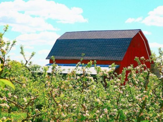 Best Spots to Pick Raspberries in West Michigan: 10 Raspberry Picking ...