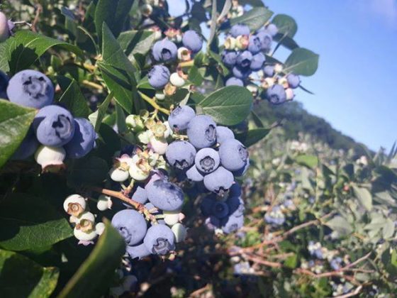25 Excellent Blueberry Picking Farms in West Michigan - grkids.com