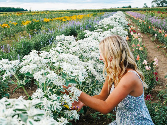 15 Colorful Michigan Flower Farms that Want You to Come Flower Picking - grkids.com