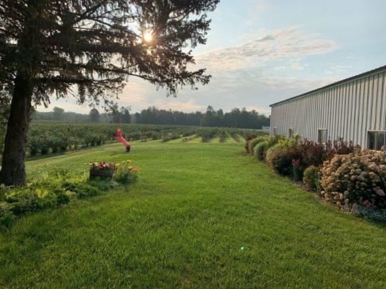 25 Excellent Blueberry Picking Farms in West Michigan - grkids.com