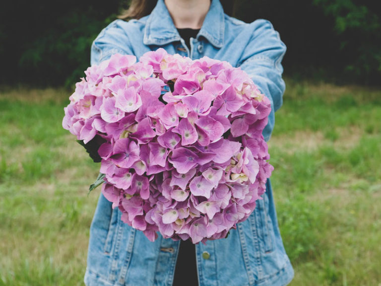 6 Colorful West Michigan Flower Farms that Want You to Come Flower ...