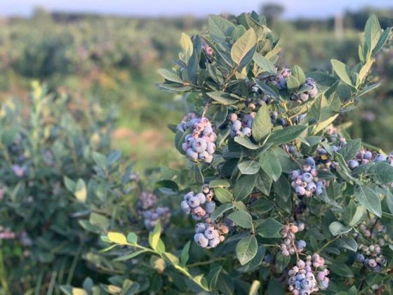25 Excellent Blueberry Picking Farms in West Michigan - grkids.com