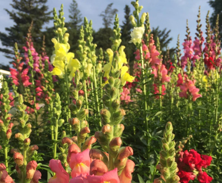 15 Colorful Michigan Flower Farms that Want You to Come Flower Picking - grkids.com