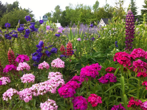 15 Colorful Michigan Flower Farms that Want You to Come Flower Picking - grkids.com