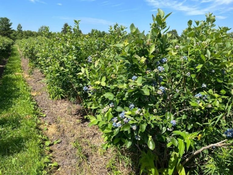 25 Excellent Blueberry Picking Farms in West Michigan - grkids.com