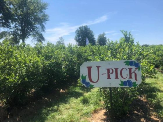 25 Excellent Blueberry Picking Farms in West Michigan - grkids.com
