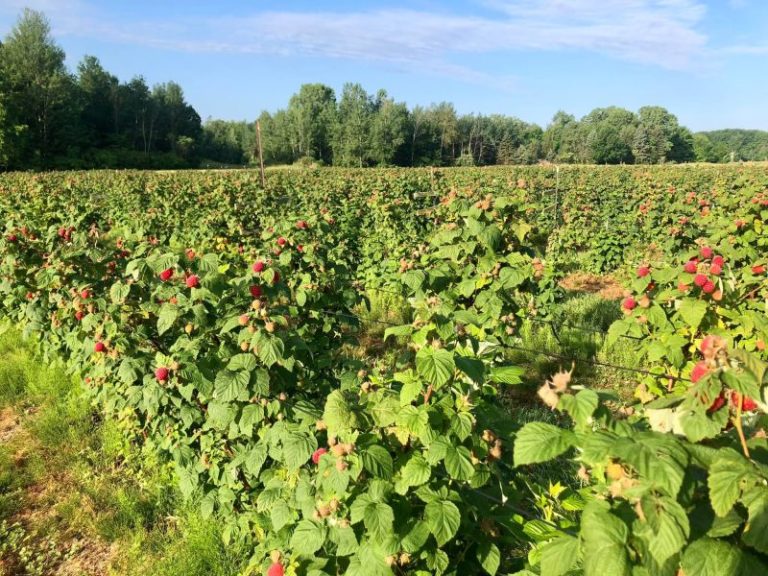 Best Spots to Pick Raspberries in West Michigan: 10 Raspberry Picking ...