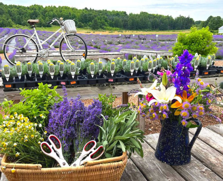 15 Colorful Michigan Flower Farms that Want You to Come Flower Picking - grkids.com