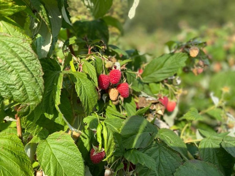 Best Spots to Pick Raspberries in West Michigan: 10 Raspberry Picking ...