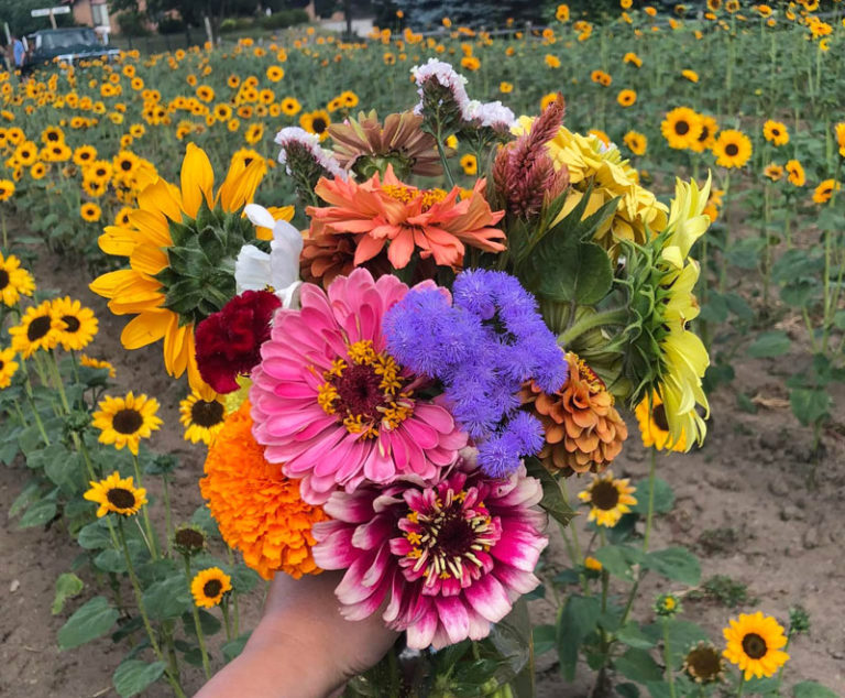 17 Colorful Michigan Flower Farms that Want You to Come Flower Picking - grkids.com
