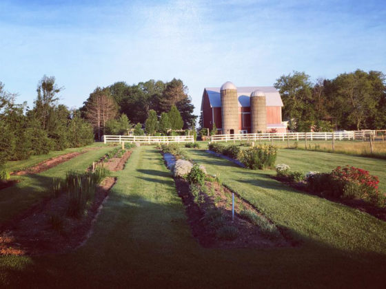6 Colorful West Michigan Flower Farms that Want You to Come Flower Picking - grkids.com