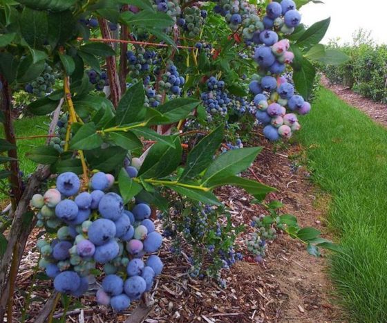 25 Excellent Blueberry Picking Farms in West Michigan - grkids.com