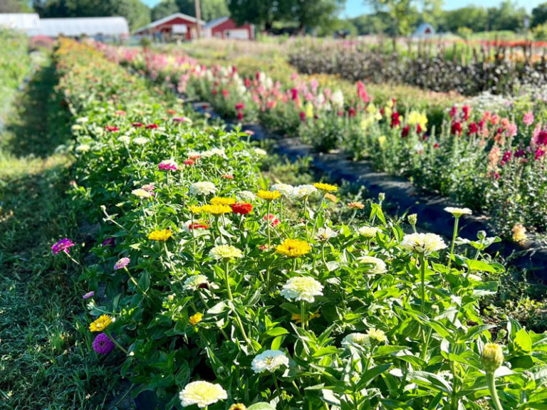 15 Colorful Michigan Flower Farms that Want You to Come Flower Picking - grkids.com