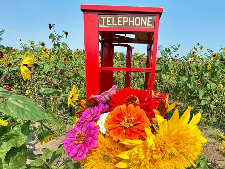 6 Colorful West Michigan Flower Farms that Want You to Come Flower Picking - grkids.com
