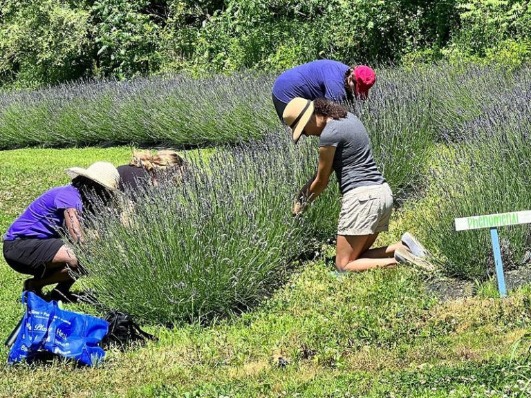 15 Colorful Michigan Flower Farms that Want You to Come Flower Picking ...