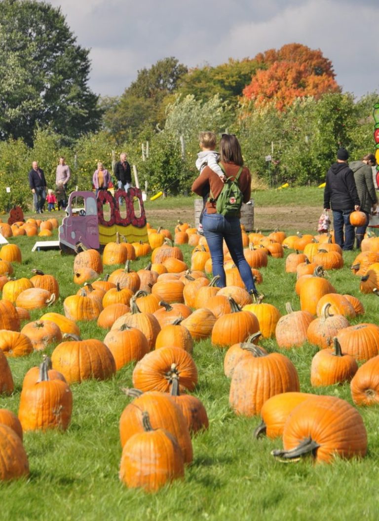 Ed Dunneback Farms 2025: GR's Ultimate Fall Hangout Spot - grkids.com
