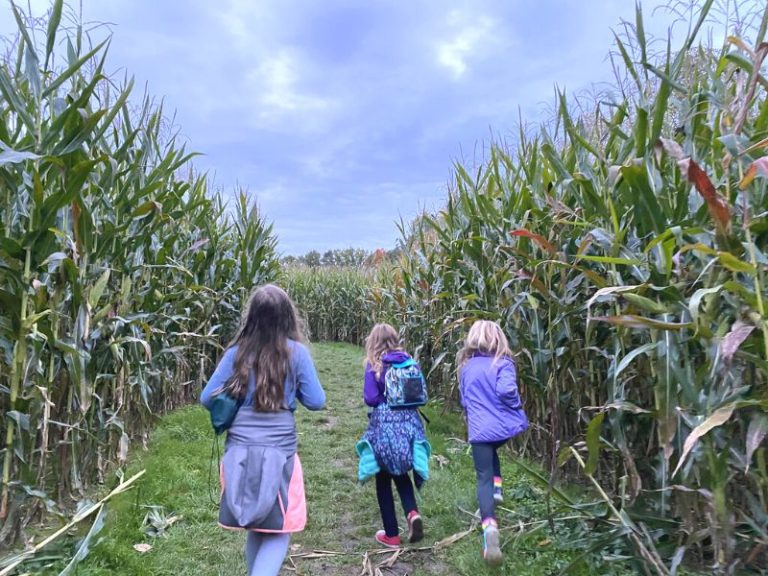 Ear-resistible! 2025 Corn Mazes Guide for West Michigan Has Popped ...