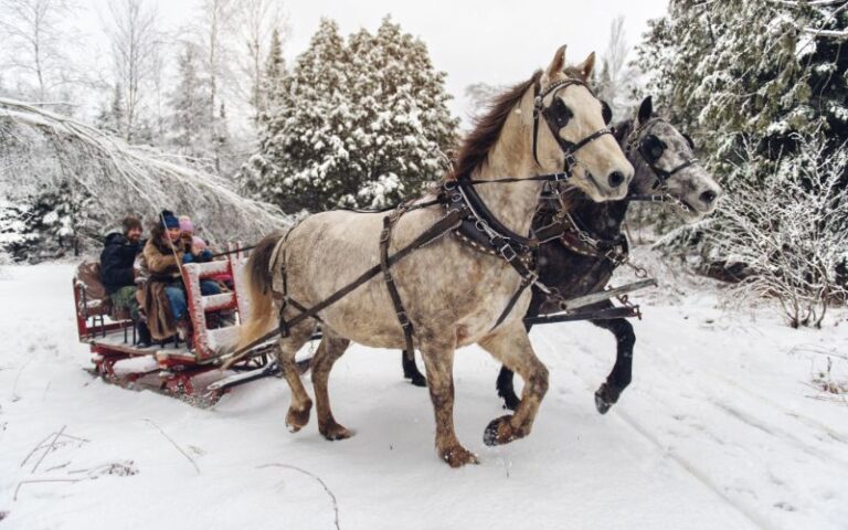 12 Nostalgic Horse Drawn Sleigh Rides & Carriage Rides in Michigan ...