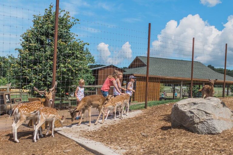 Lewis Farms 2026: Mosey Over to this Fun-Filled Adventure Farm ...