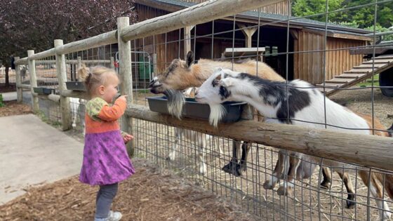 Lewis Farms 2026: Mosey Over to this Fun-Filled Adventure Farm ...