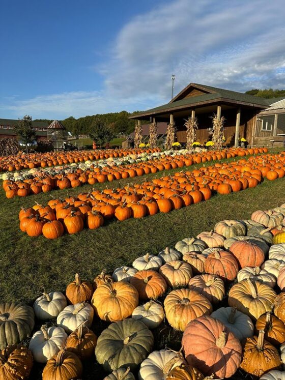 Lewis Farms 2023: Mosey Over to this Fun-Filled Adventure Farm ...