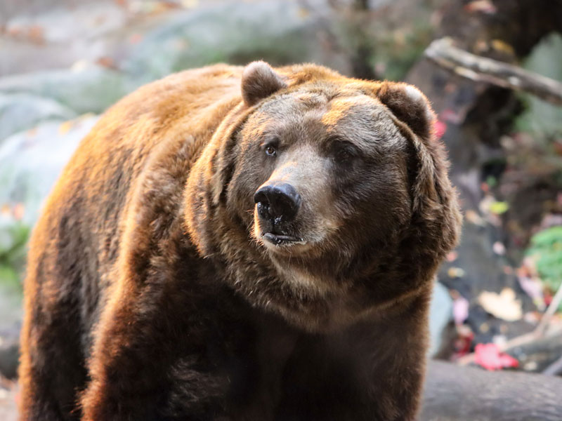 WIN Tickets to John Ball Zoo to see the Best Animals, Events ...