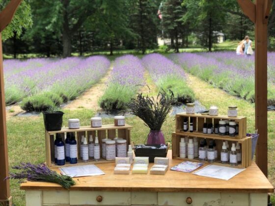 20 Breathtaking Lavender Farms in Michigan with U-Pick for 2025 ...