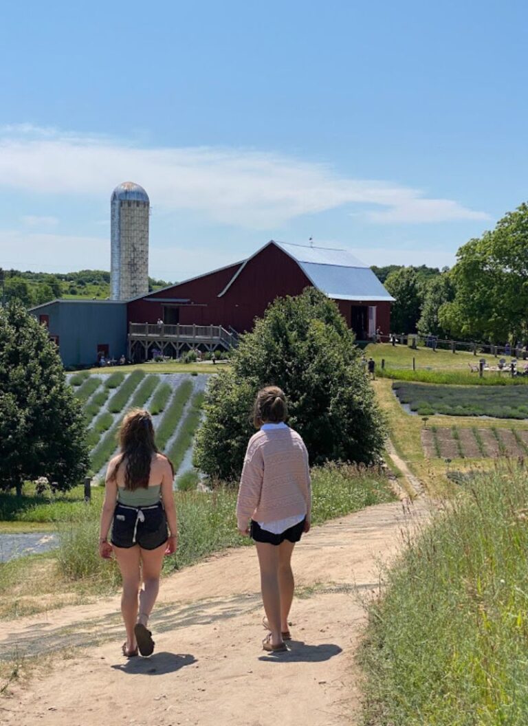 20 Breathtaking Lavender Farms in Michigan with U-Pick for 2025 ...