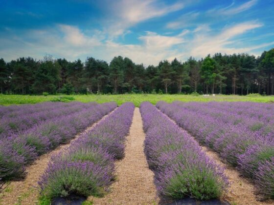 20 Breathtaking Lavender Farms in Michigan with U-Pick for 2025 ...