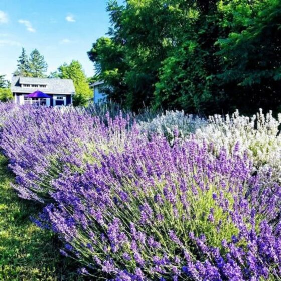 24 Breathtaking Lavender Farms in Michigan with U-Pick for 2024 ...